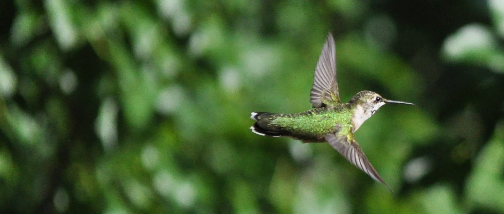 Hummingbird Flight by Z B King / 500px