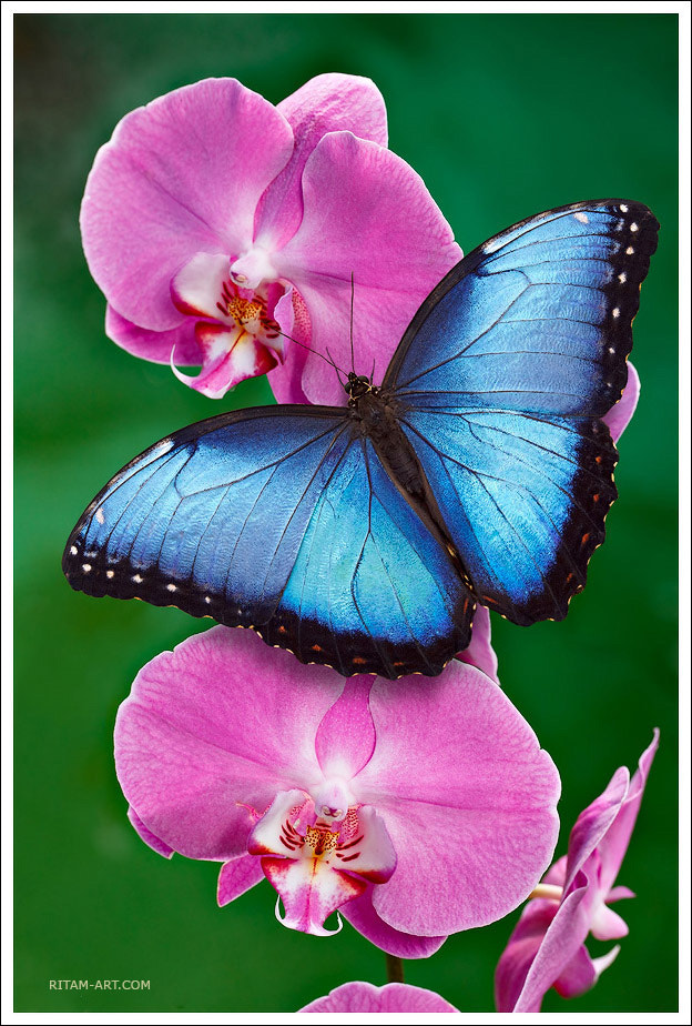 Azure Emperor - Morpho Butterfly on orchid flower by Ritam Melgunov / 500px