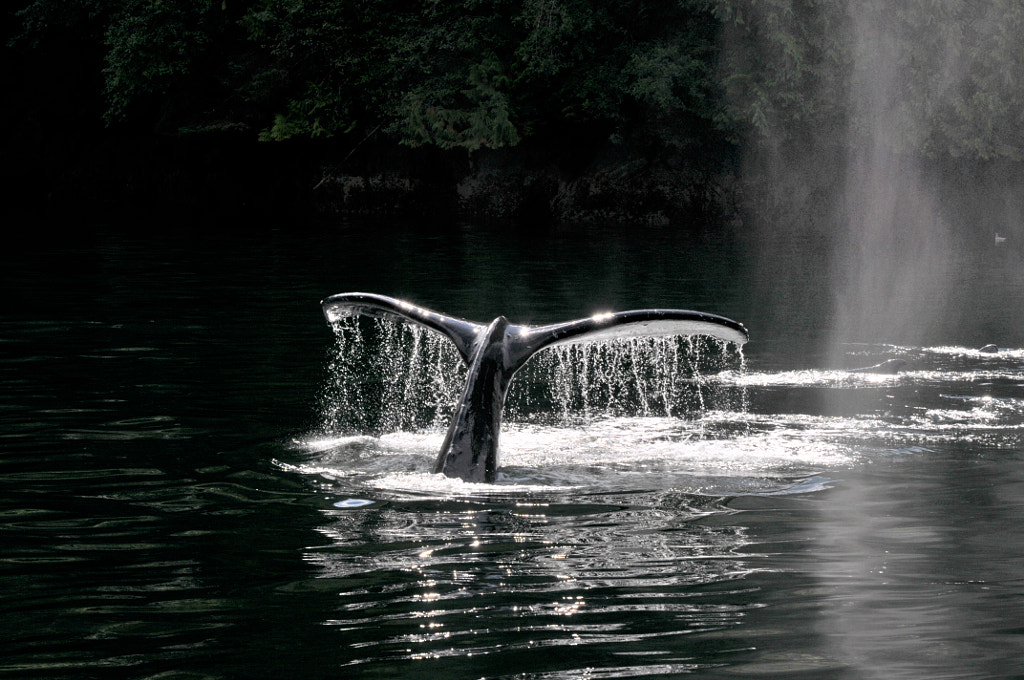 The Great Bear Rainforest by Jack Borno / 500px