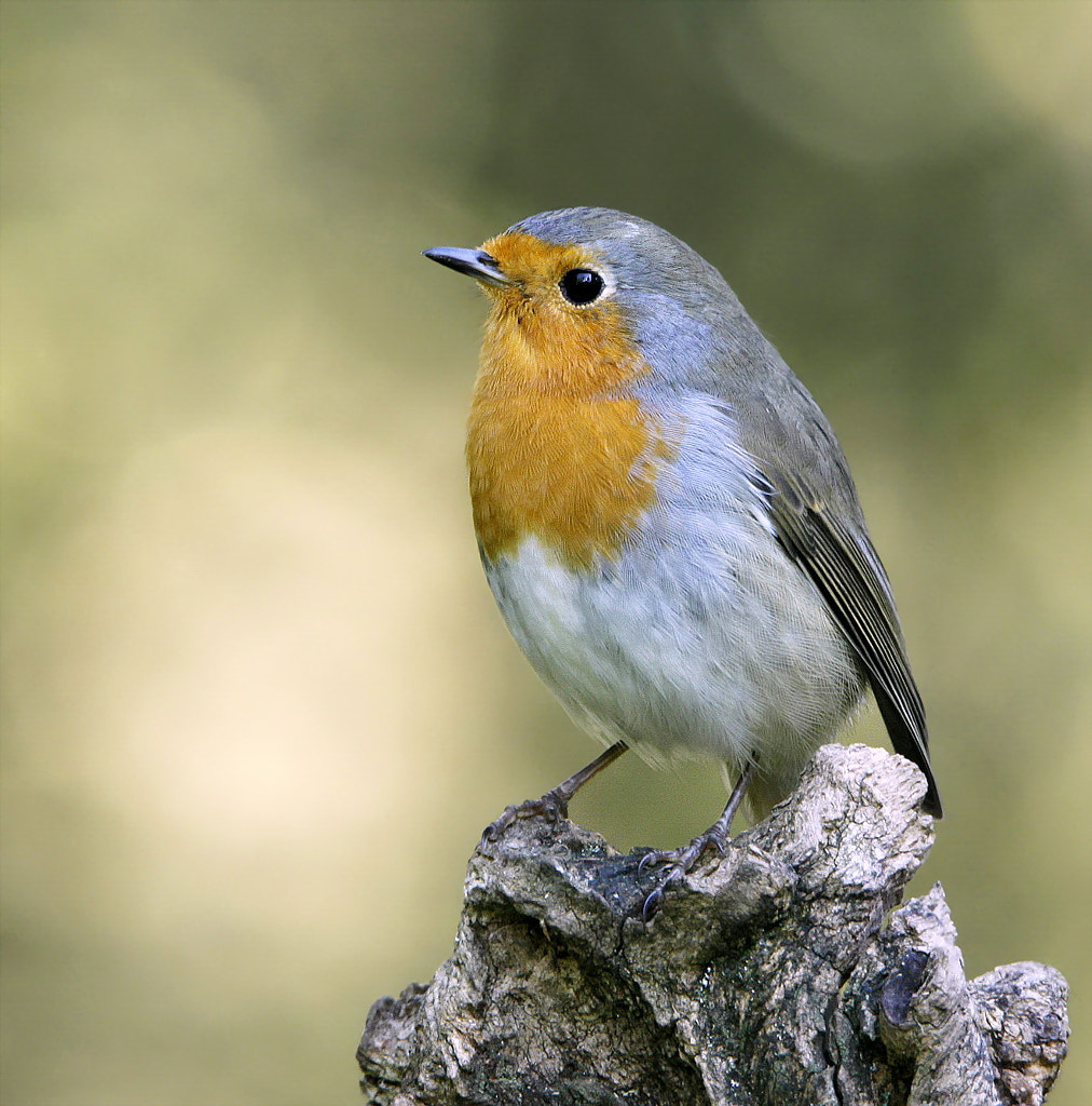 European Robin by pieterbj van den berg / 500px