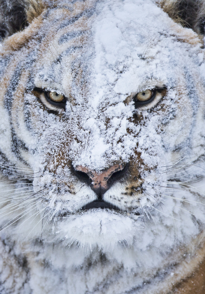 SNOWBALL FIGHT by Jeff and Michelle Cobble / 500px