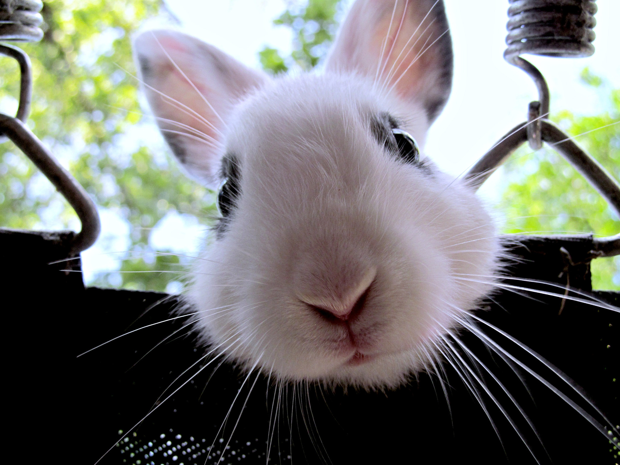 bunny face by Jordan Graham / 500px