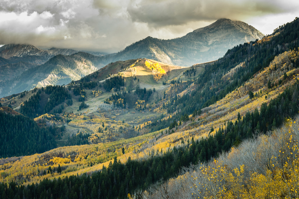 Yellow Fall by Scott Barlow / 500px