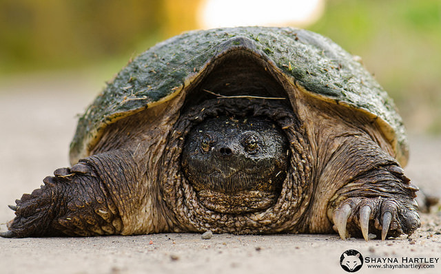 Snapping Turtle by Shayna Hartley / 500px