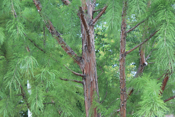 Tamarisk Tree by Tamara HARDING | 500px