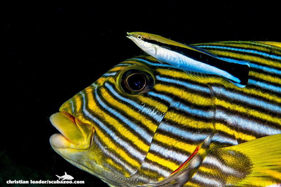 Sweetlips & Cleaner Wrasse - Komodo, Indonesia by Christian Loader / 500px