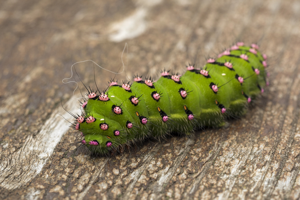 Small Emperor Moth - Caterpillar by Jan Lykke / 500px