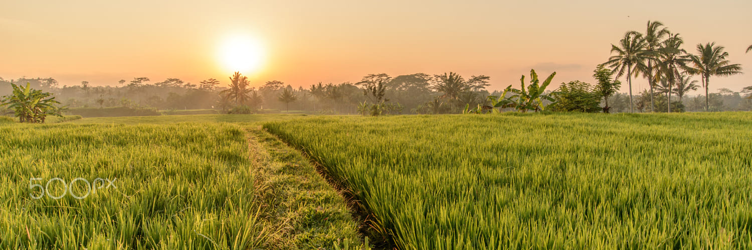 Sunrise over the rice fields by Martin Arnold / 500px