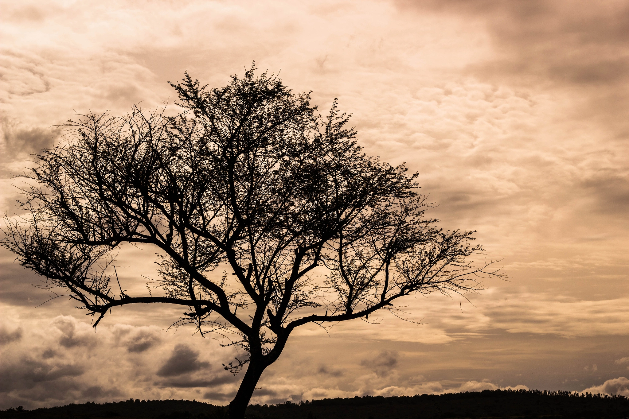 Withered Tree by PARTHIBAN ETHIRAJ - Photo 12606329 / 500px