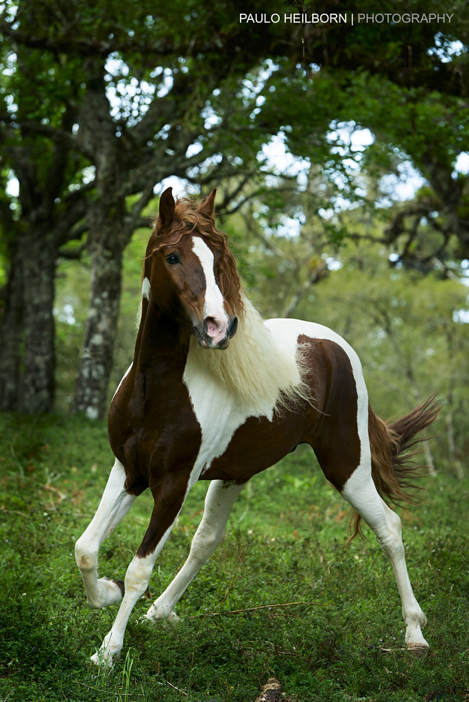 Mangalarga Horse - Ruby by Paulo Heilborn / 500px