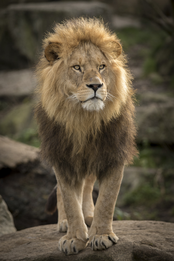 Lion! by Sebastian Jakob / 500px