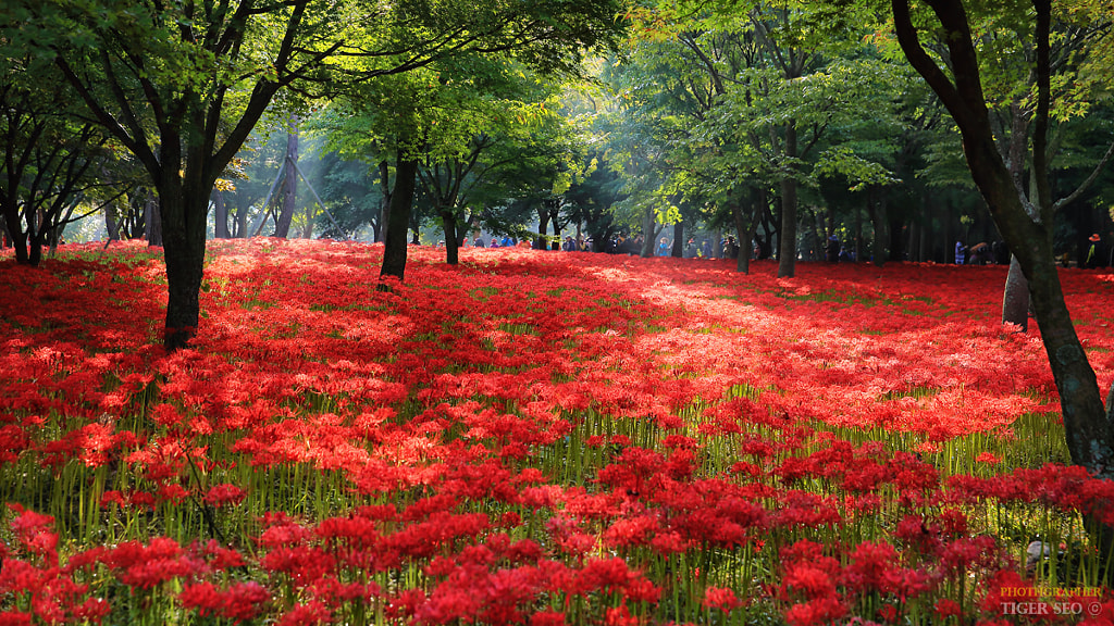 Flowery hill by Tiger Seo / 500px