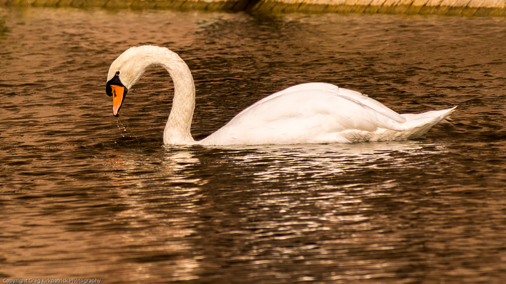 Swan : Kasteel de Haar by Greg Kirkpatrick / 500px