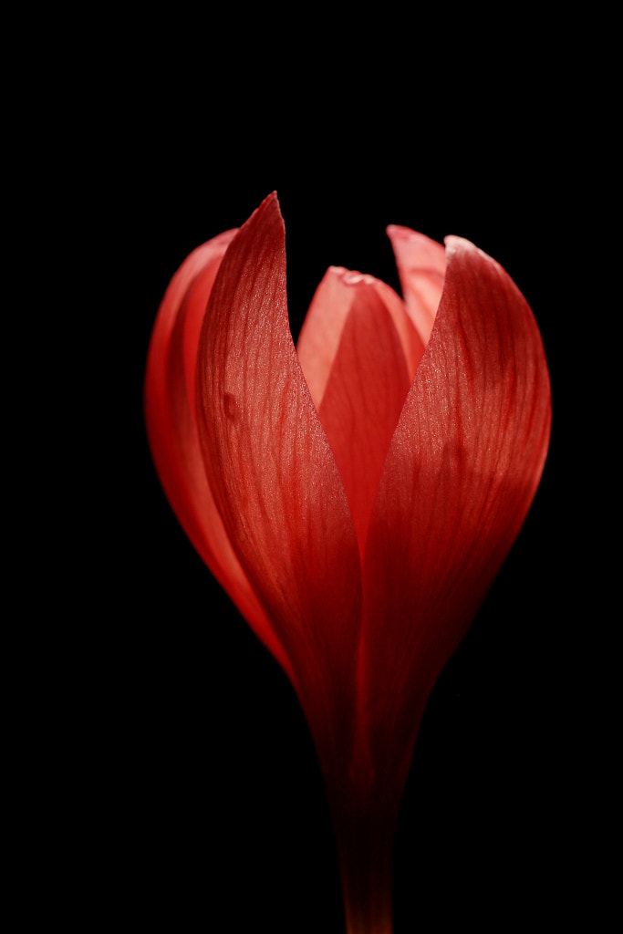 Red Grace by Annina / 500px