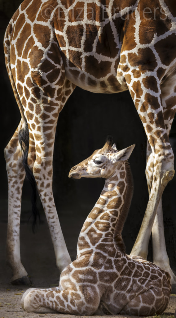 Baby giraffe resting by Elizabeth Bruders / 500px