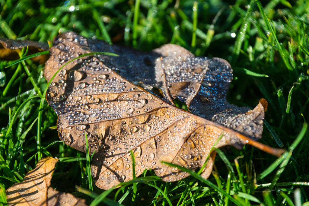 The end for the crying leaf... by Cedric Hatto - Photographer / 500px