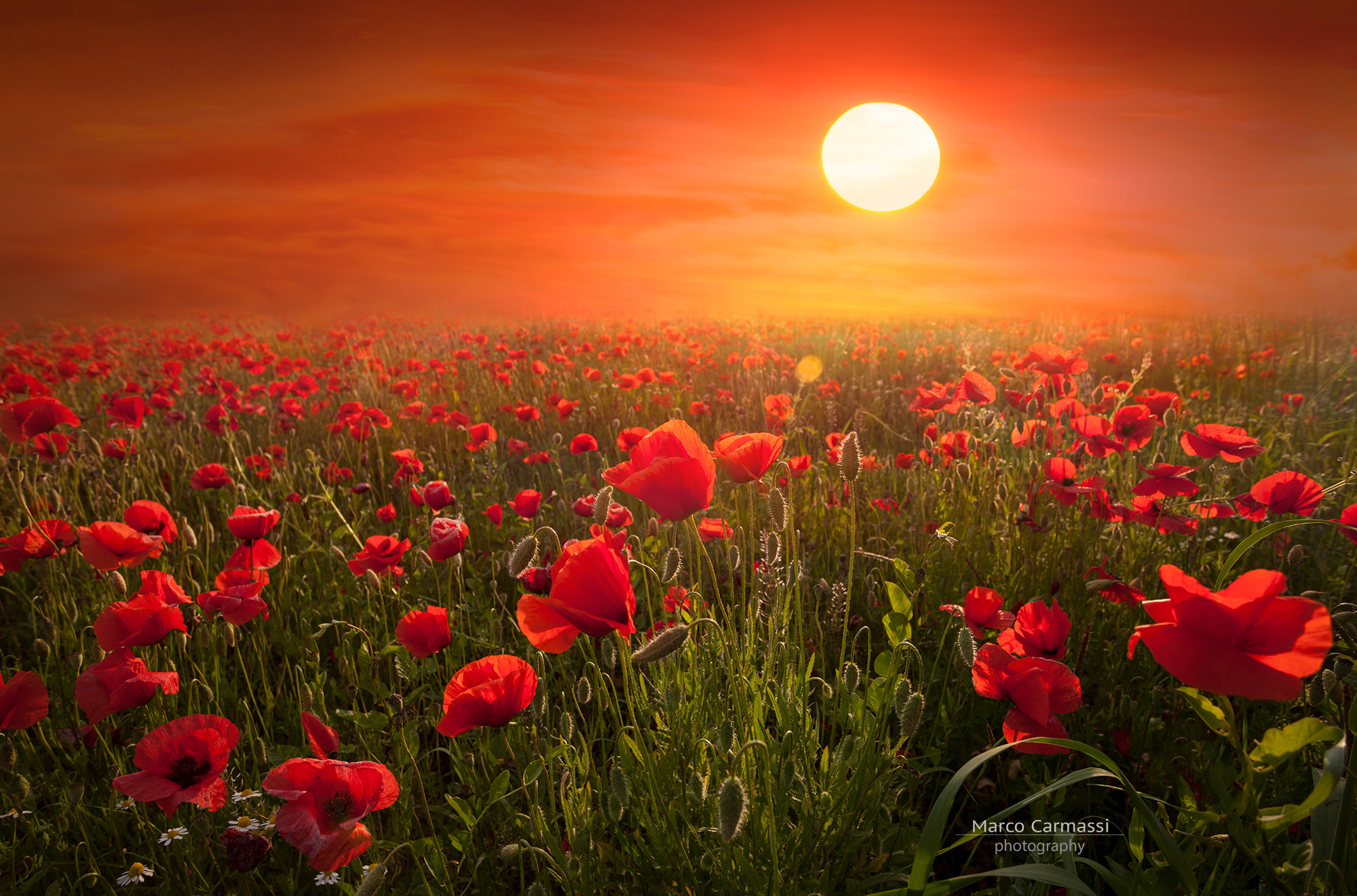 Red Field by Marco Carmassi - Photo 127881455 / 500px