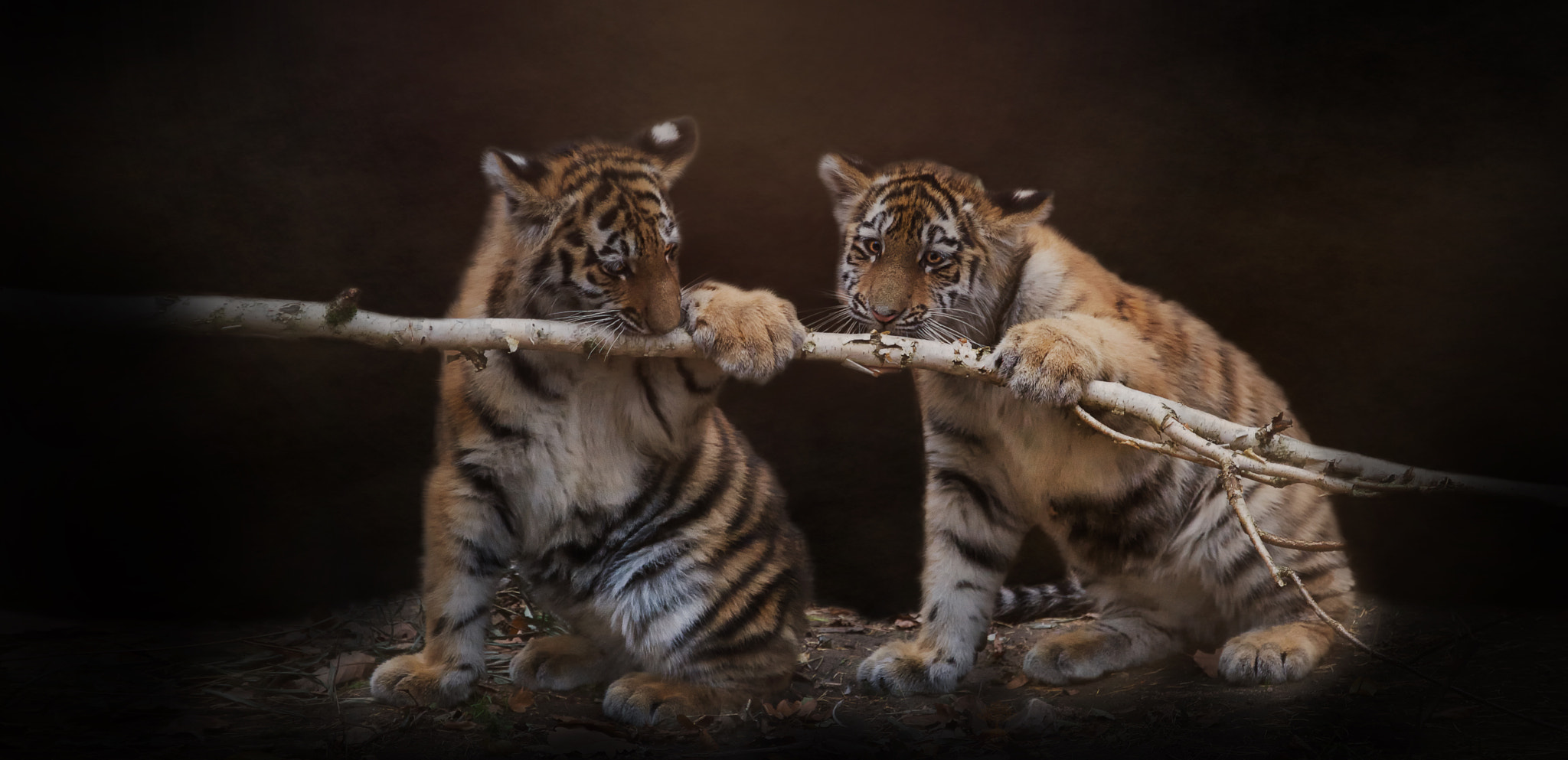 scarce rod by Sonja Probst | 500px