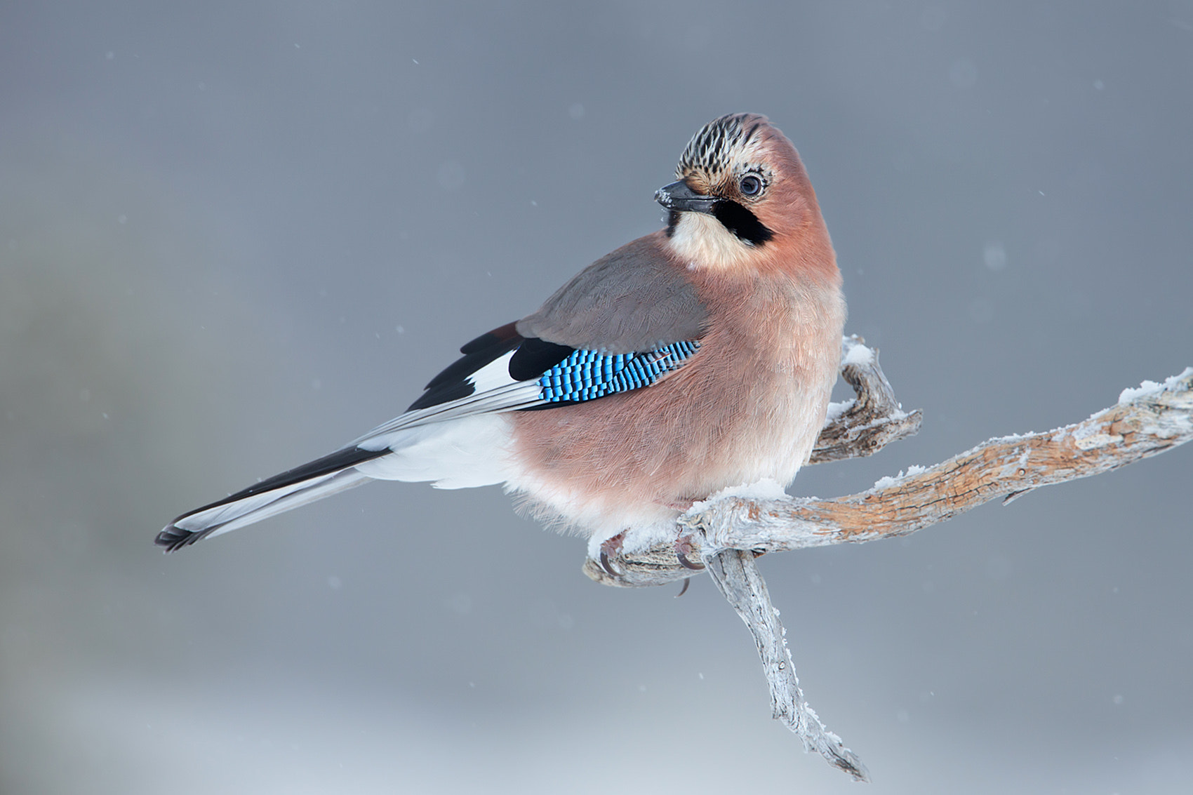 Eurasian Jay by Giedrius Stakauskas / 500px
