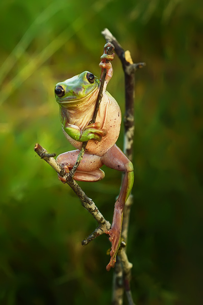 kungfu frog by vian vianz / 500px