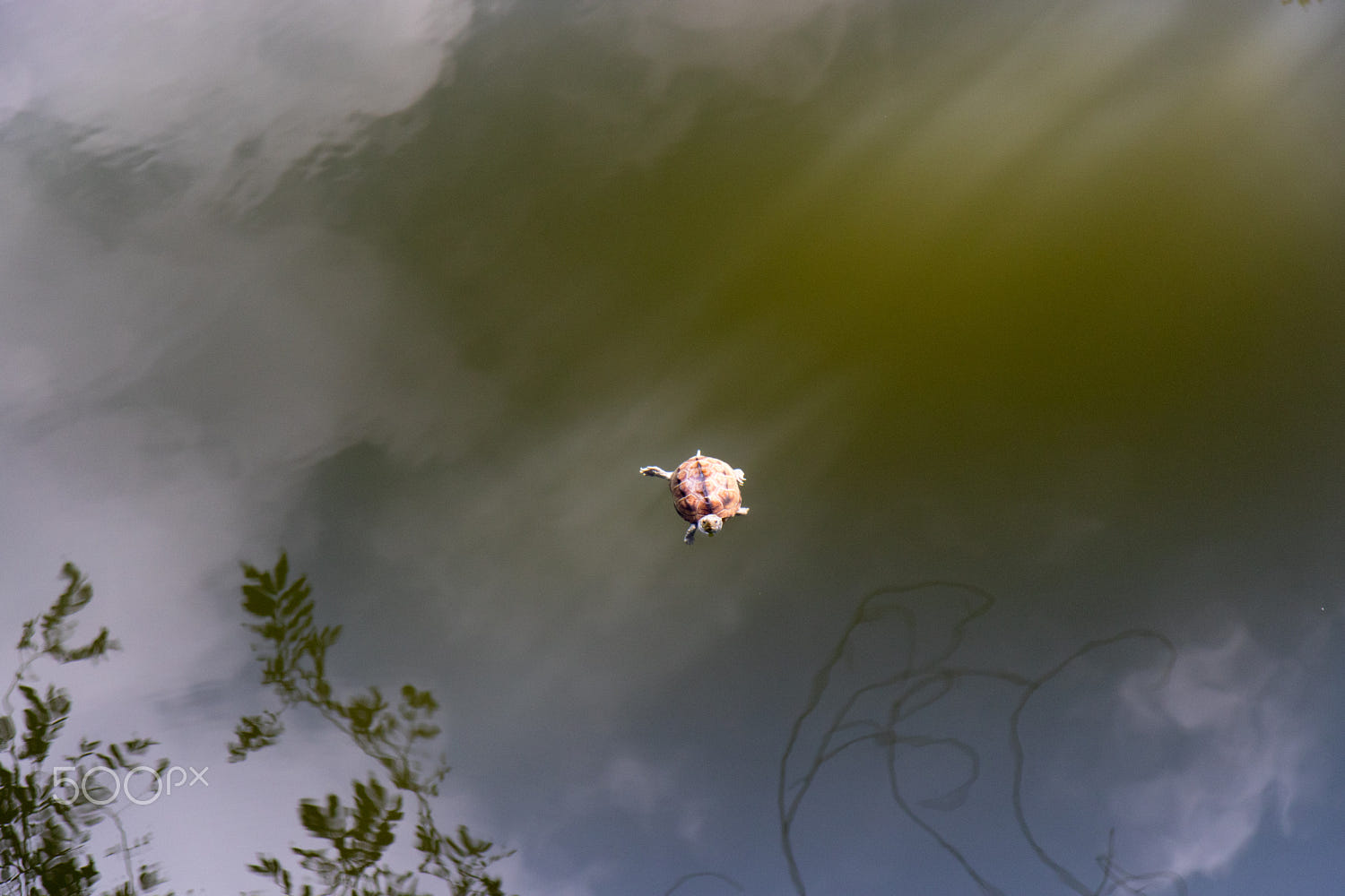 Turtle Reflection optical illusion of flying by Lewis Brewer / 500px