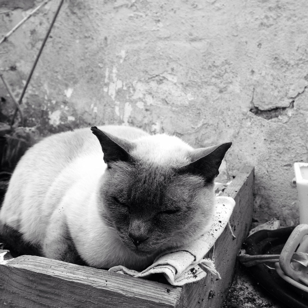 Neo the cat in his favourite spot in the greenhouse by James Eva / 500px