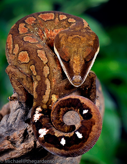 Aeluroscalabotes felinus - Malaysian Cat Gecko by Michael Kern / 500px