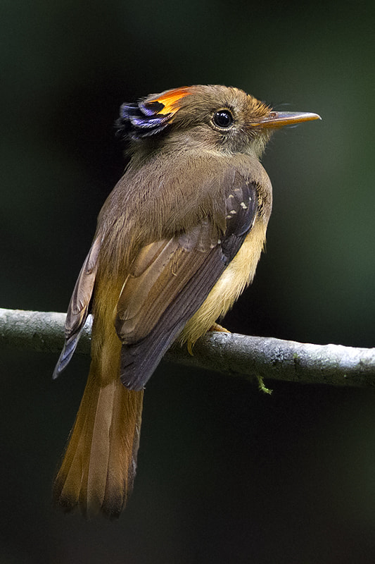 Atlantic Royal Flycatcher by Arlei Bertani / 500px