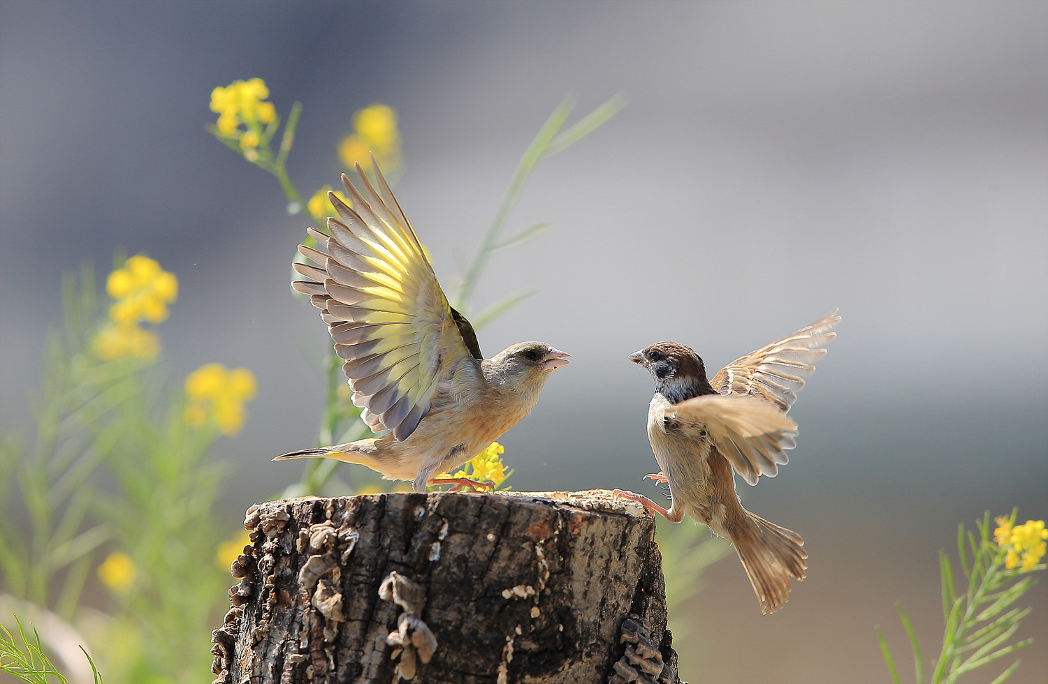 Sprrow and Green linnet by Lim yangmook / 500px