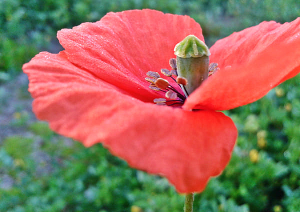 Poppy by Mariana Mão de Ferro / 500px