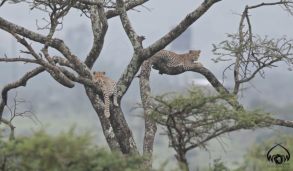 2 Leopards on 1 tree. Just a super sighting. Nairobi National Park. by ...