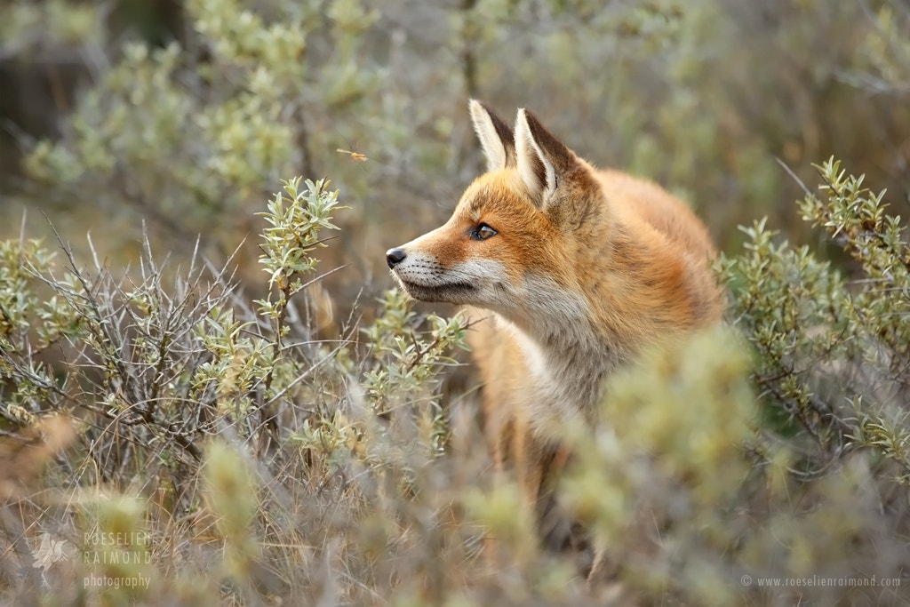 Fox Focus by Roeselien Raimond / 500px