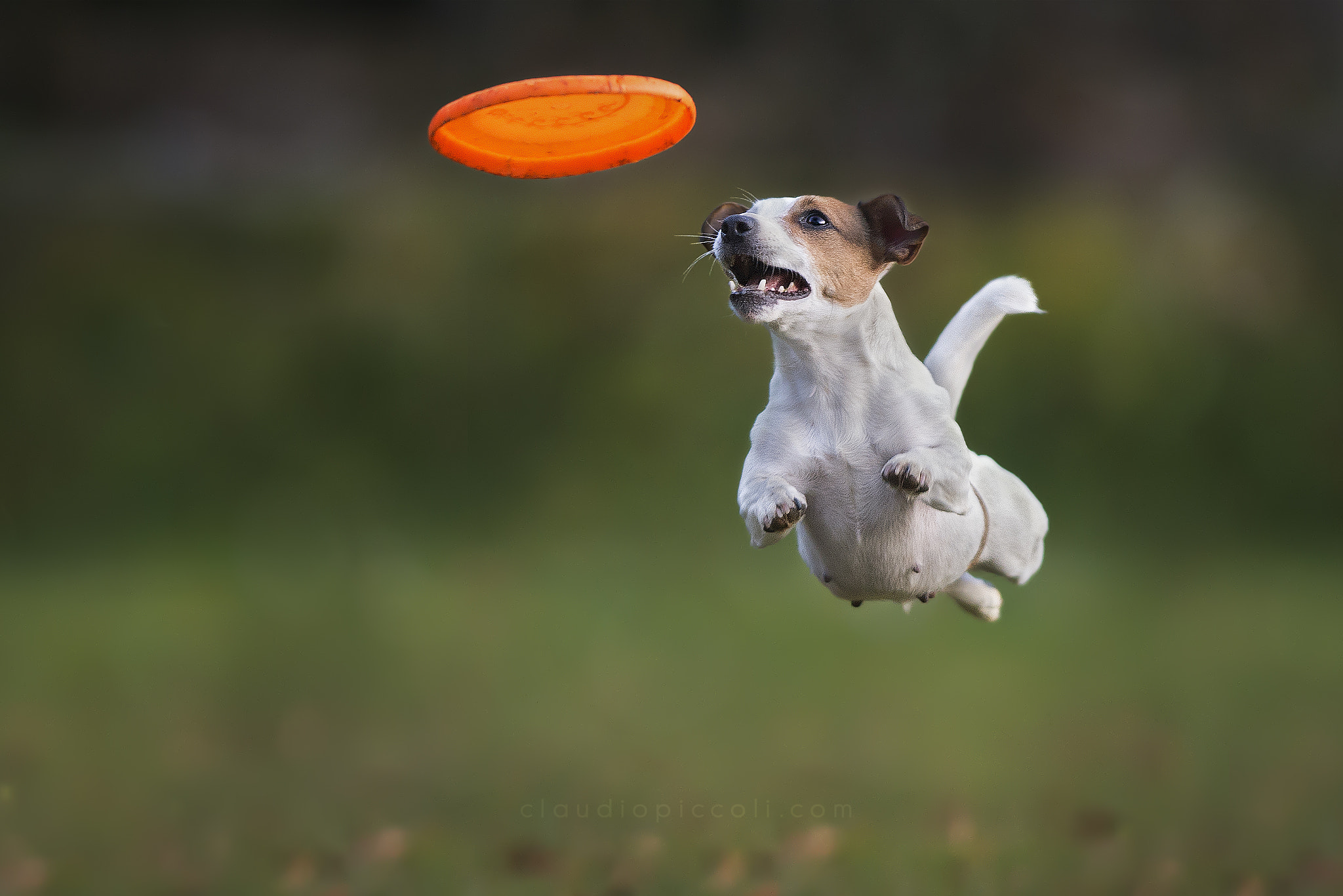 Big Jump of a Big Dog by Claudio Piccoli / 500px