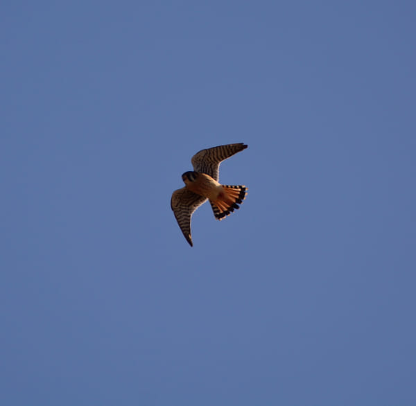 American Kestrel Overhead by Shamus N / 500px