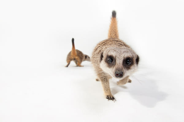 Rascal & Rebel by Scott Hunter | 500px