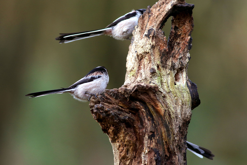 Long-tailed tit anonymous by Rudi Luyten / 500px