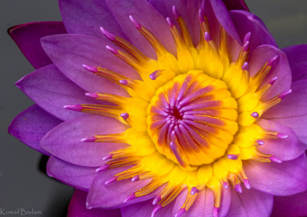 Water Lily by Komail Abbas Badami | 500px