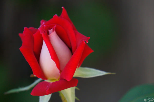 A Rose In Time by Les Godwin | 500px