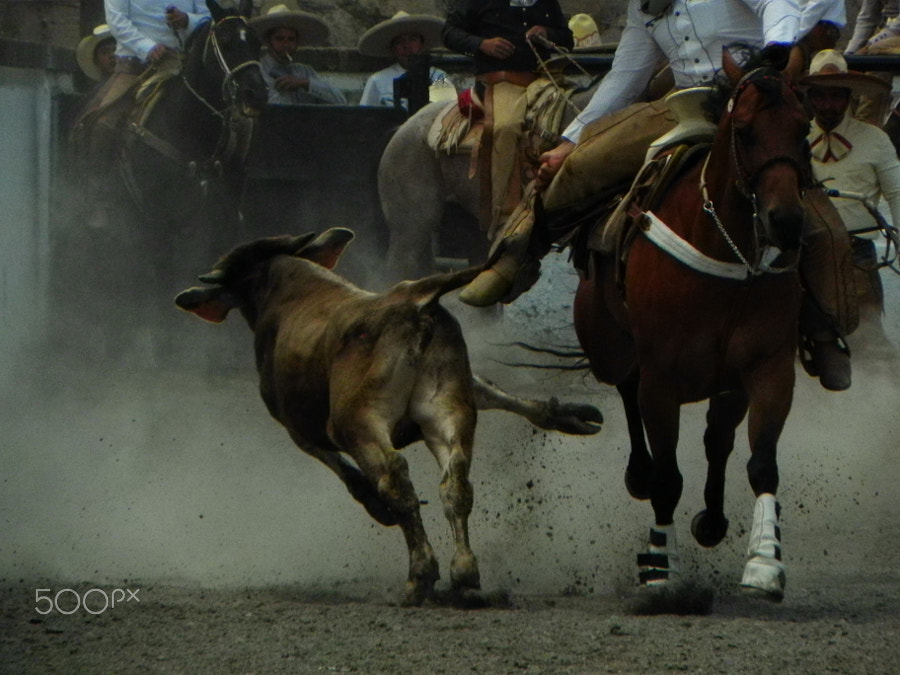 Coleadero by Joπg6 / 500px