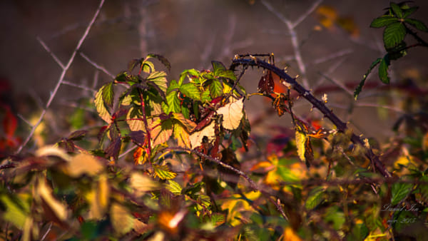 color by Daniel Ion | 500px