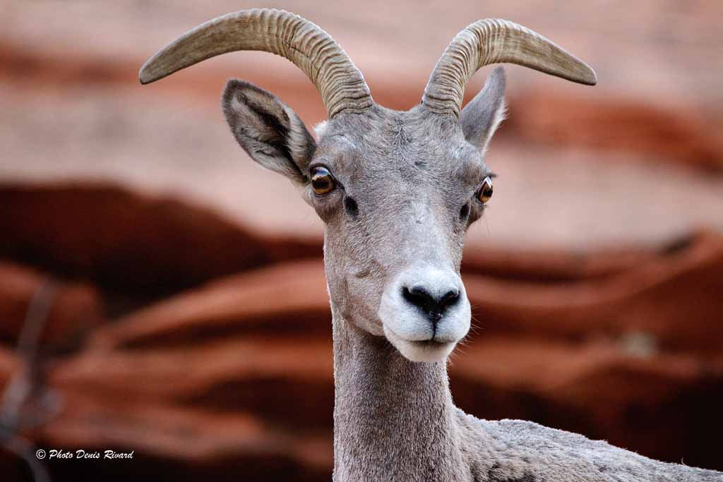 Desert Bighorn Sheep by Denis Rivard / 500px