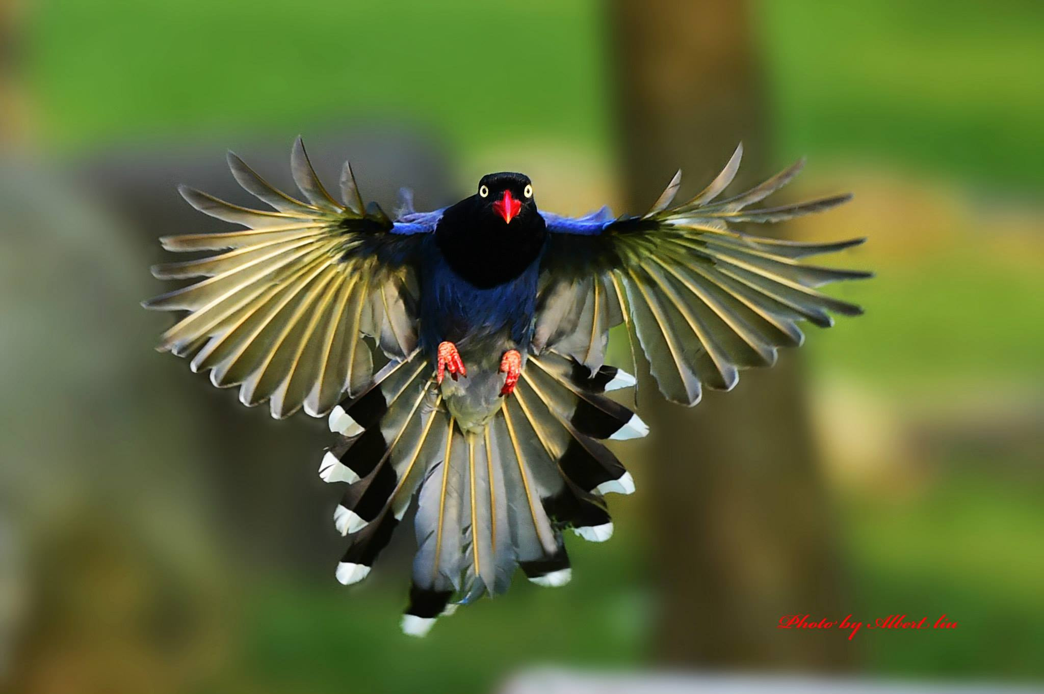 Taiwan Blue Magpie by Albert Liu / 500px
