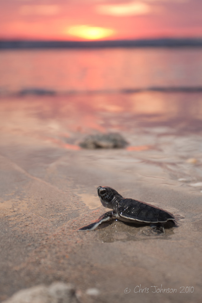 Green sea turtle at sunrise by Chris Johnson / 500px