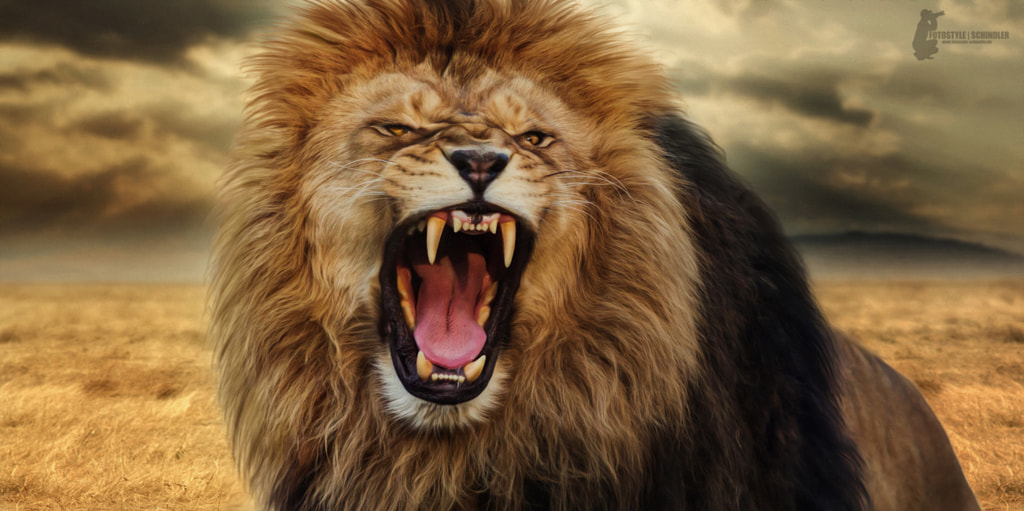 Lion roar by Harry Schindler / 500px