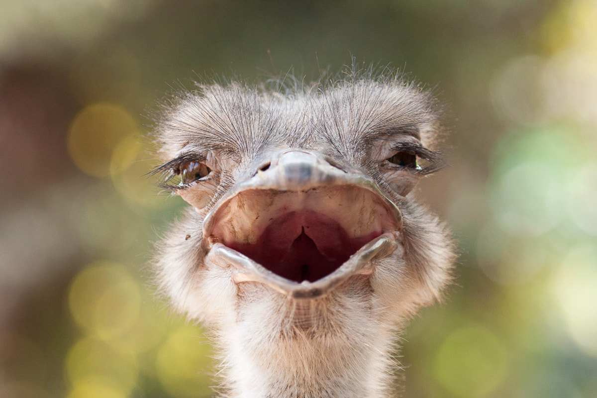 Ostrich by Scott Carr / 500px