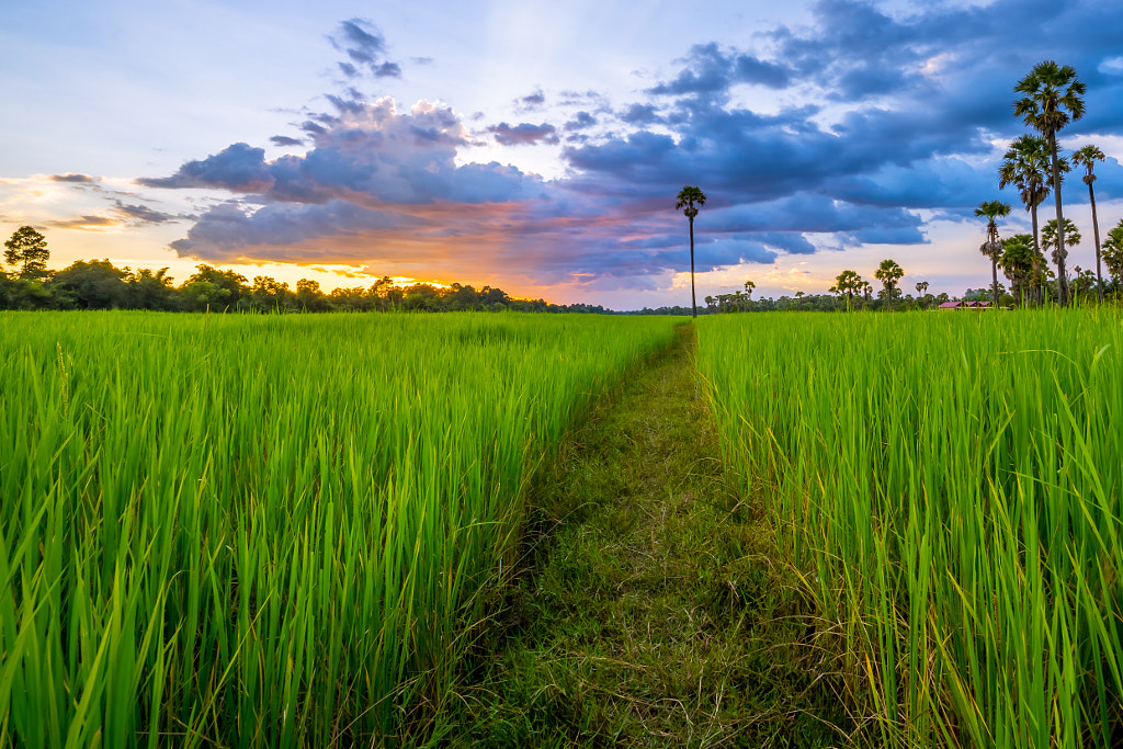 Cambodian Rice Field by Geoff Greenwood / 500px