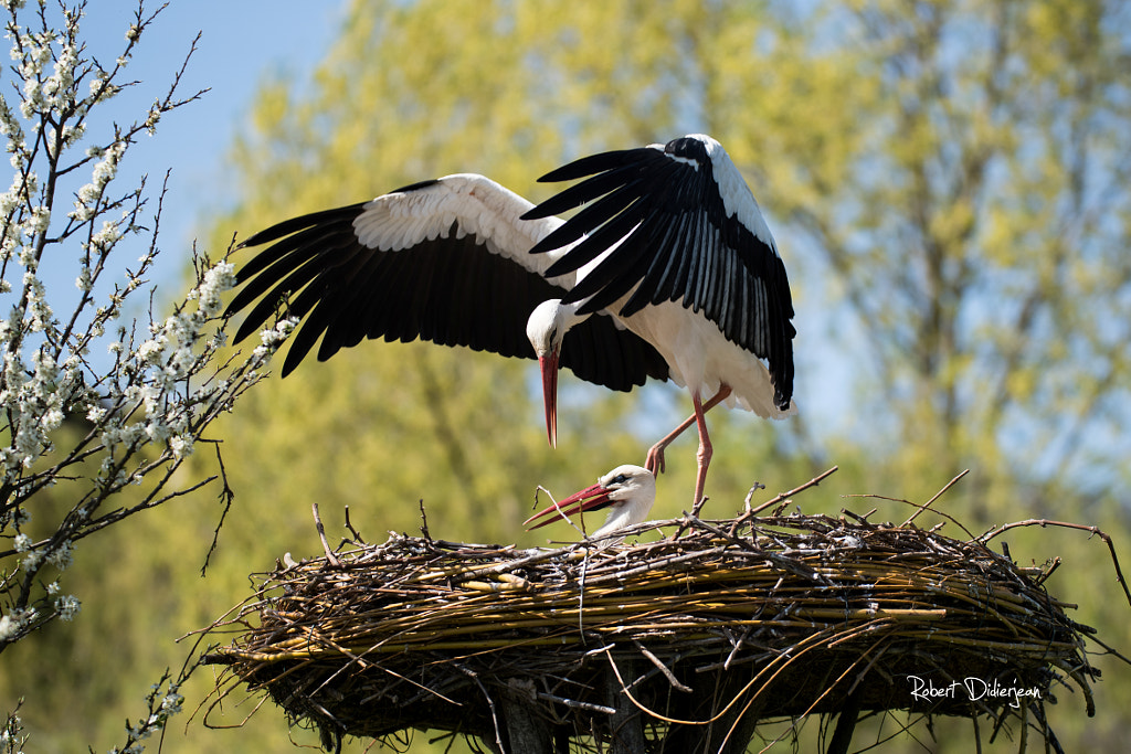 Stork by Robert Didierjean / 500px