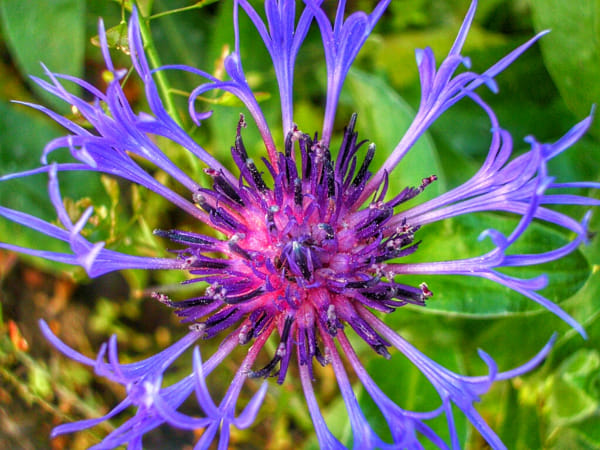 Purple weed by Akif Hussain | 500px