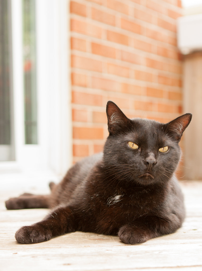 Black cat laying out on the porch by Patou Lauwers / 500px