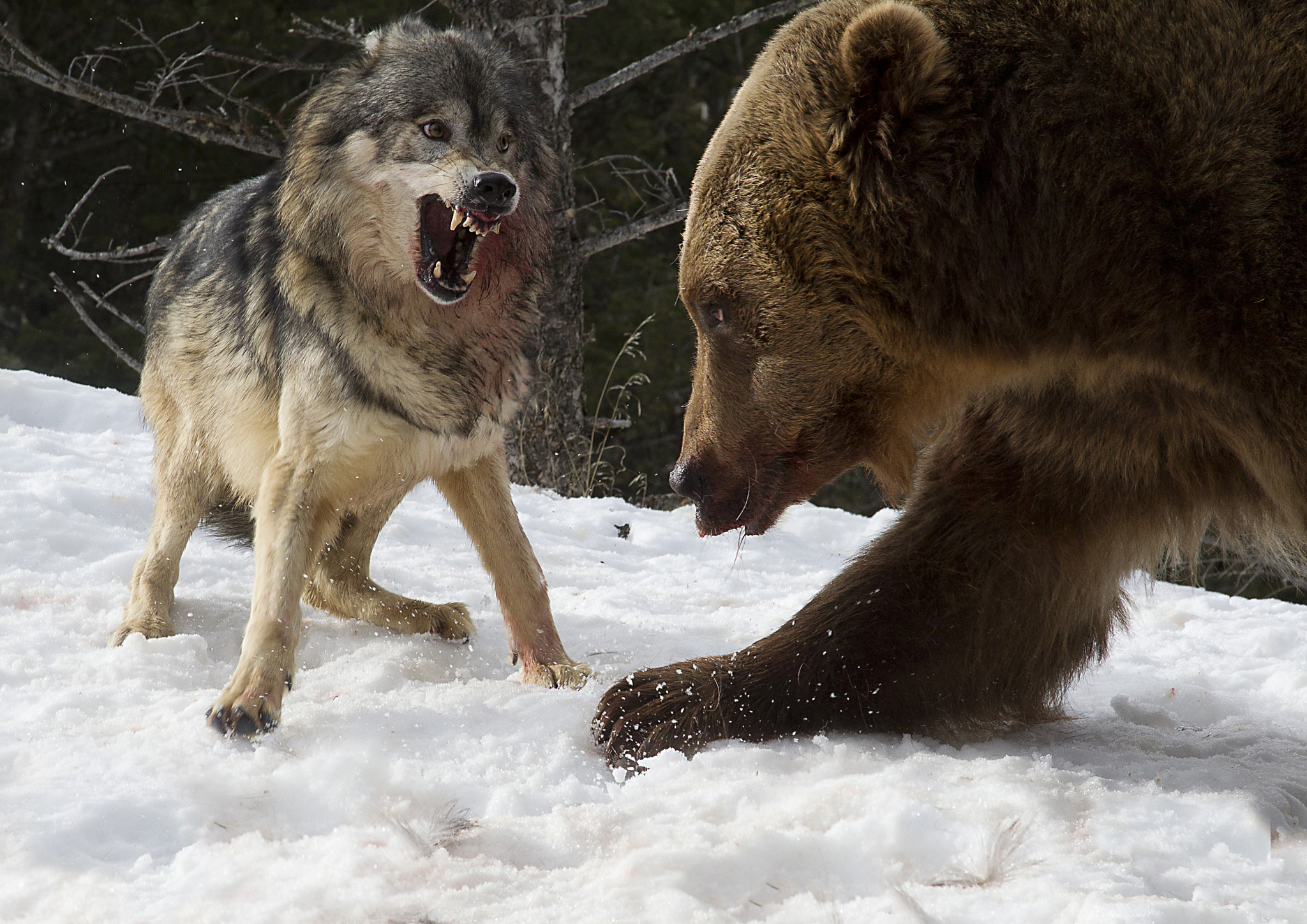Grizzly and brave Wolf by Tom Littlejohns / 500px